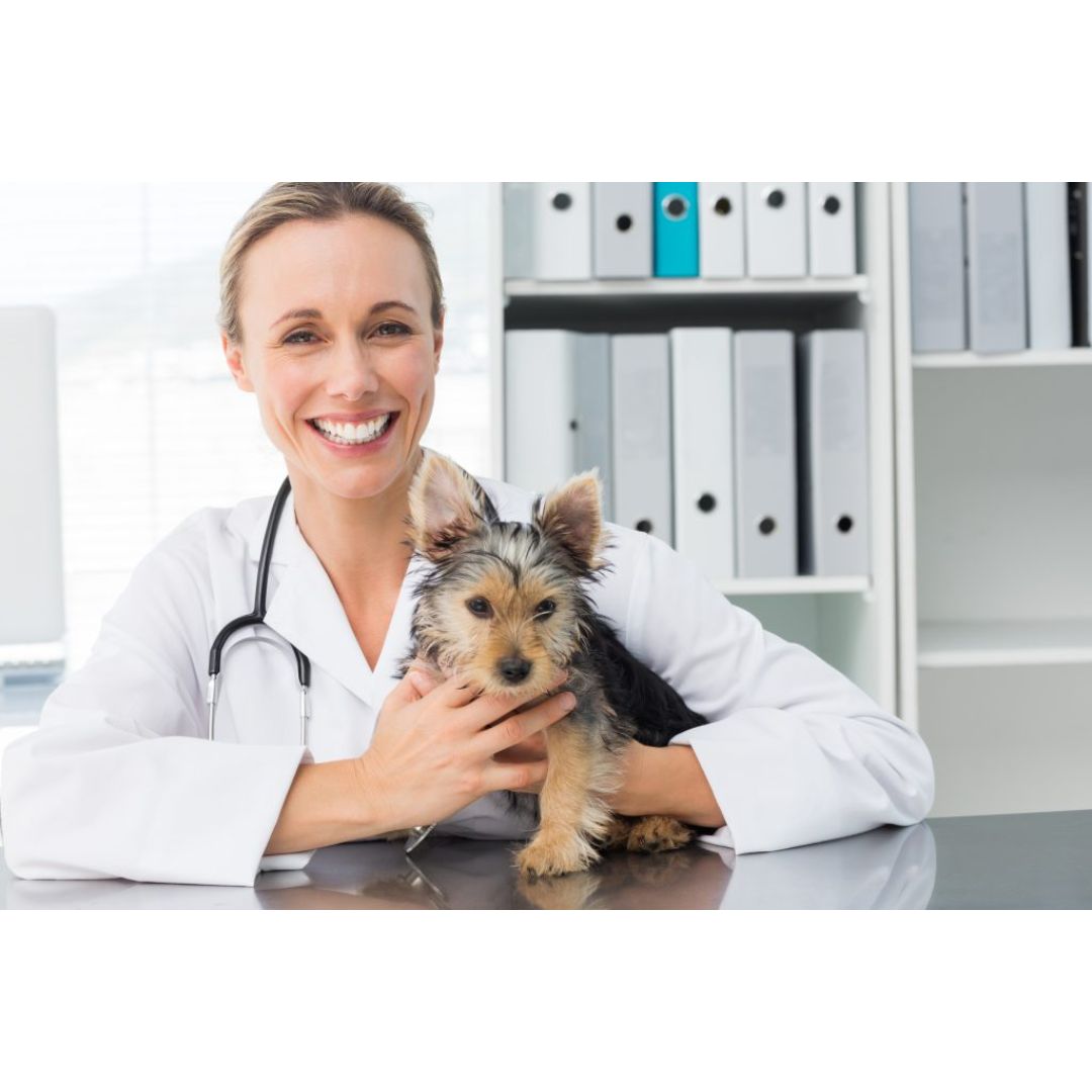 How To Have Stress-Free Vet Visits - Kenai Veterinary Hospital